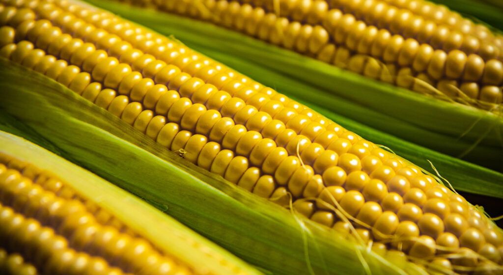 Welcome to Sardilli Produce & Dairy